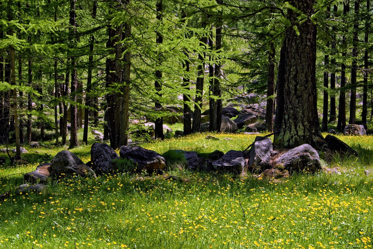 Trees Conifers Forest - Free photo on Pixabay - Pixabay