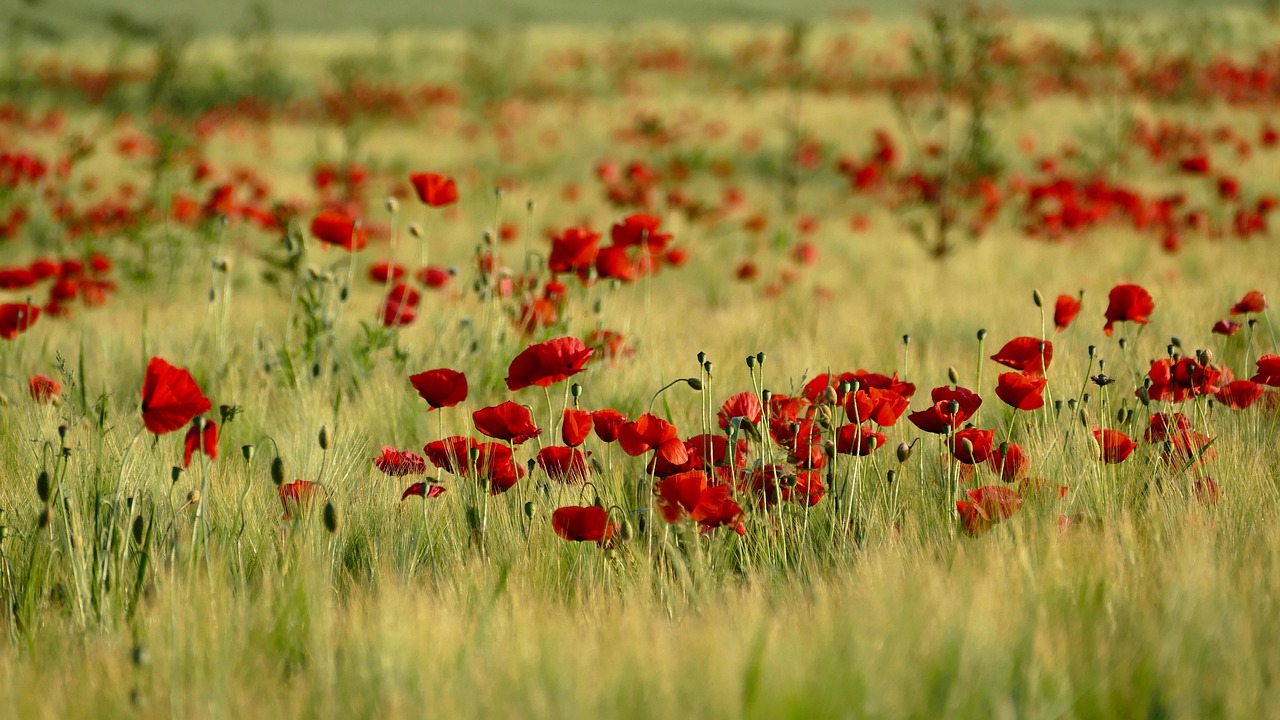 Poppies Corn Red Flowers - Free photo on Pixabay - Pixabay