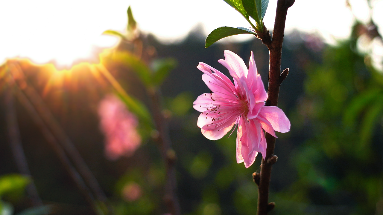 Fleur Pêche Bloom - Photo gratuite sur Pixabay - Pixabay