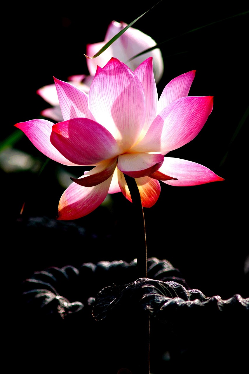 Bunga Kelopak Teratai - Foto gratis di Pixabay - Pixabay