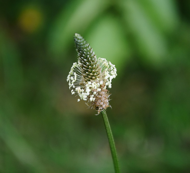 Plantain Fleur Champ - Photo gratuite sur Pixabay - Pixabay
