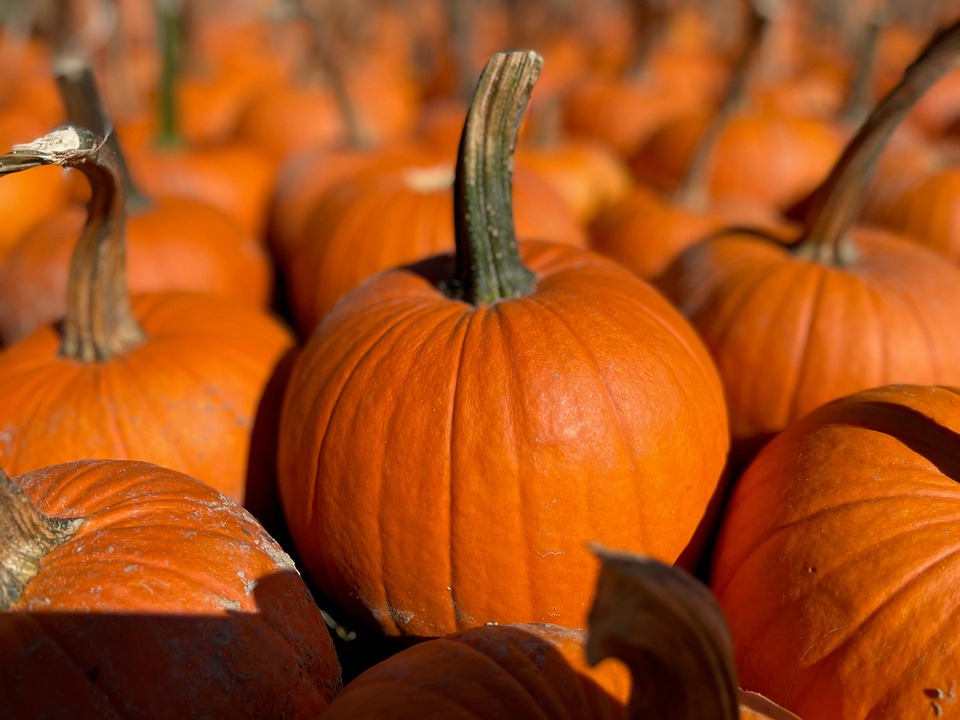Pumpkin Autumn Harvest - Free photo on Pixabay - Pixabay