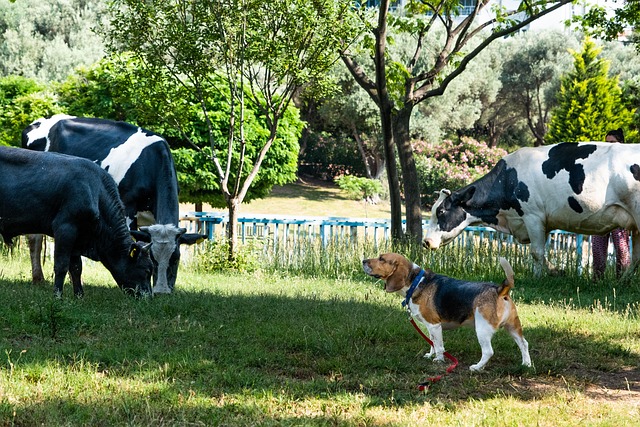 Anjing Pemburu Sapi Hewan - Foto gratis di Pixabay - Pixabay