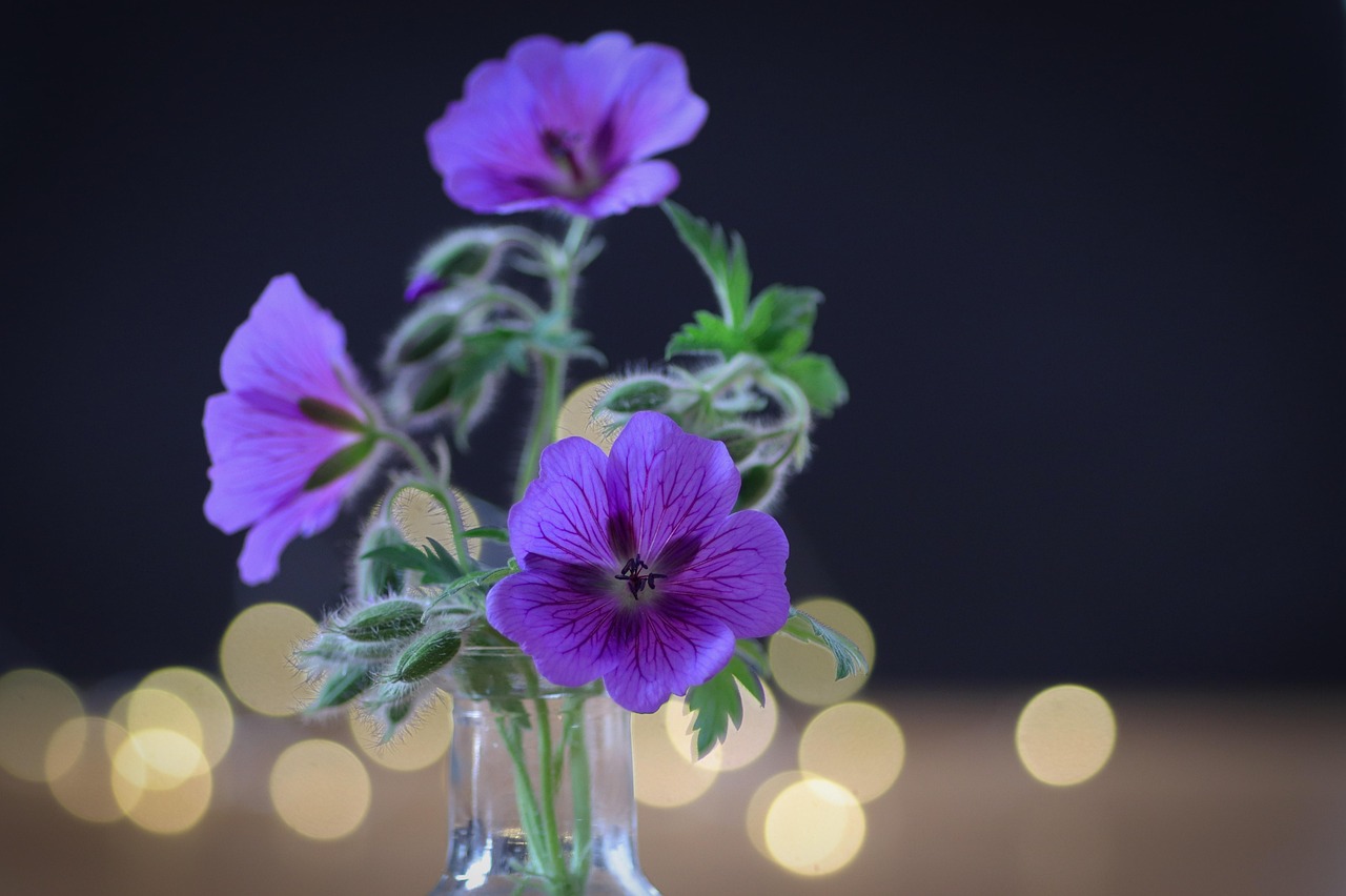 Cranesbill Bunga Bunga-Bunga Musim - Foto gratis di Pixabay - Pixabay