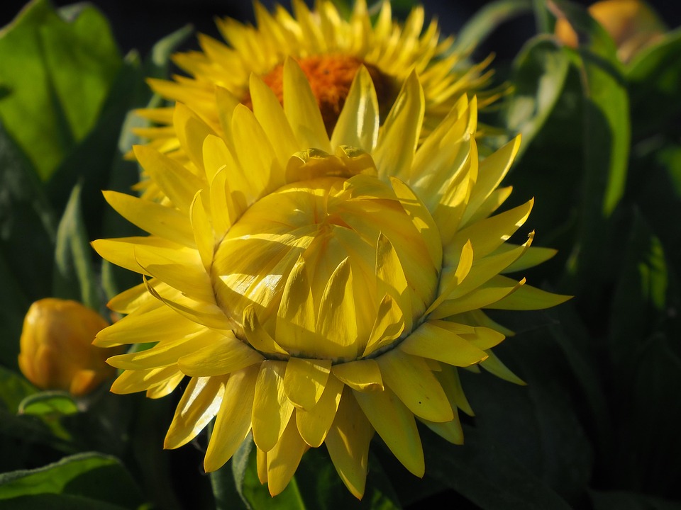 Straw Flower Blossoms Spring - Free photo on Pixabay - Pixabay
