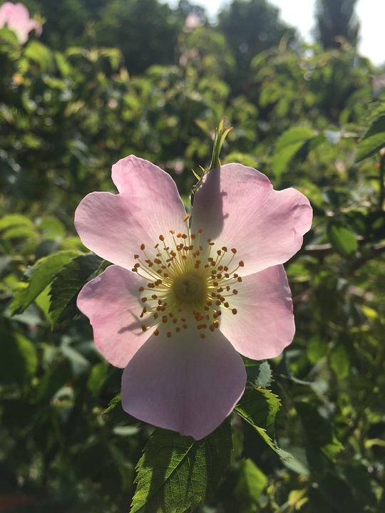 Rose Fleur Sauvage La Lumière - Photo gratuite sur Pixabay - Pixabay