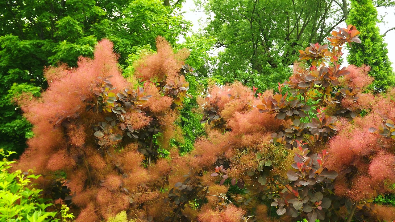 Nature Bush Wigmaker - Free photo on Pixabay - Pixabay