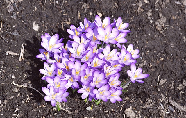 Crocuses Flowers Plants Purple - Free photo on Pixabay - Pixabay
