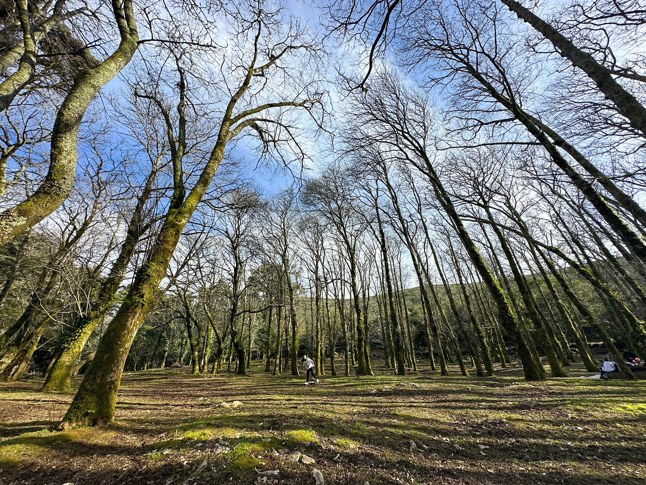 Portugal Nature - Free photo on Pixabay - Pixabay
