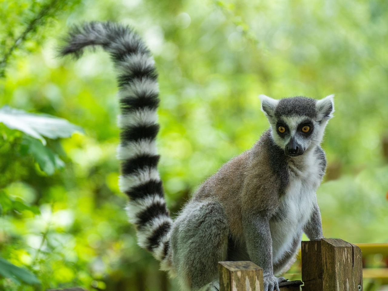 Ring Tailed Lemur Wallpaper