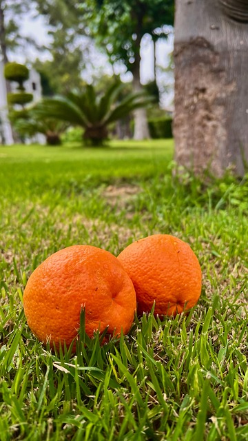 Orangen Obst Zitrusfrüchte - Kostenloses Foto auf Pixabay - Pixabay
