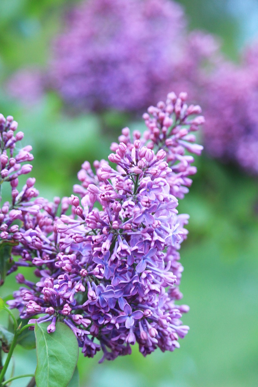 Lilás Primavera Roxa - Foto gratuita no Pixabay - Pixabay