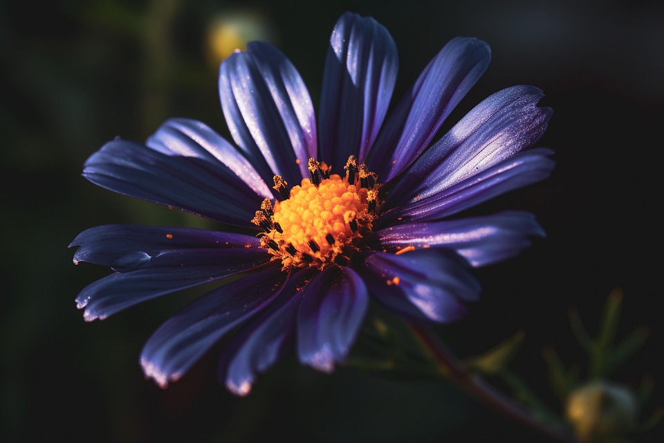 Flowers Garden Nature - Free photo on Pixabay - Pixabay
