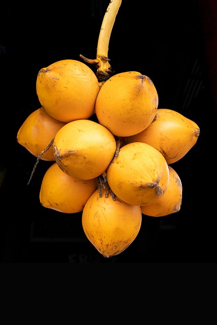 Coco Fruta Árvore - Foto gratuita no Pixabay - Pixabay