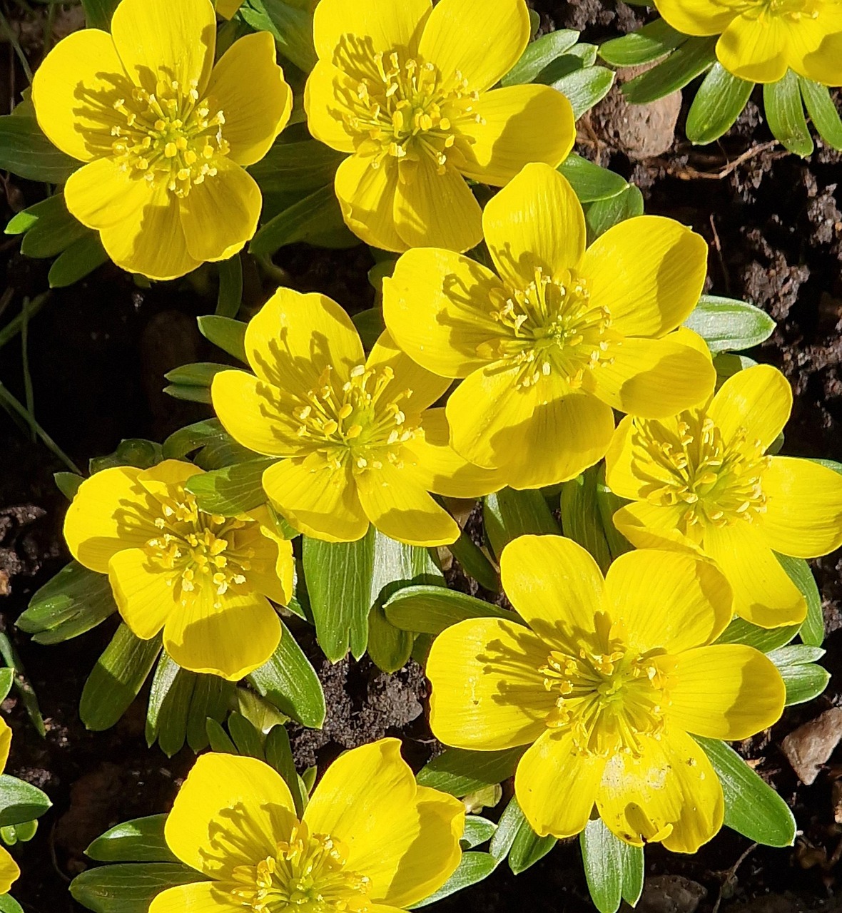 Flowers Spring Yellow - Free photo on Pixabay - Pixabay