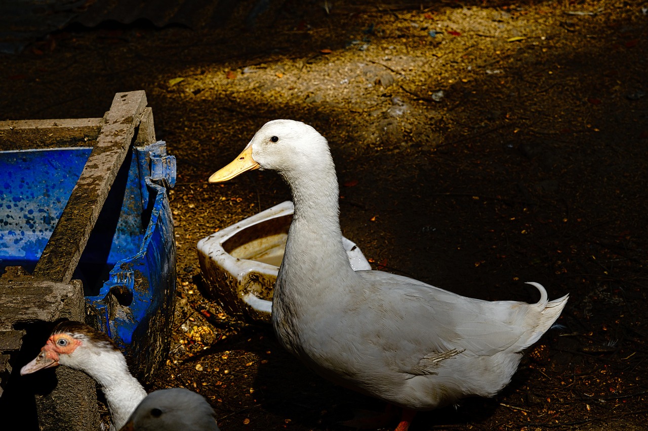 Duck Fowl Animal - Free photo on Pixabay - Pixabay