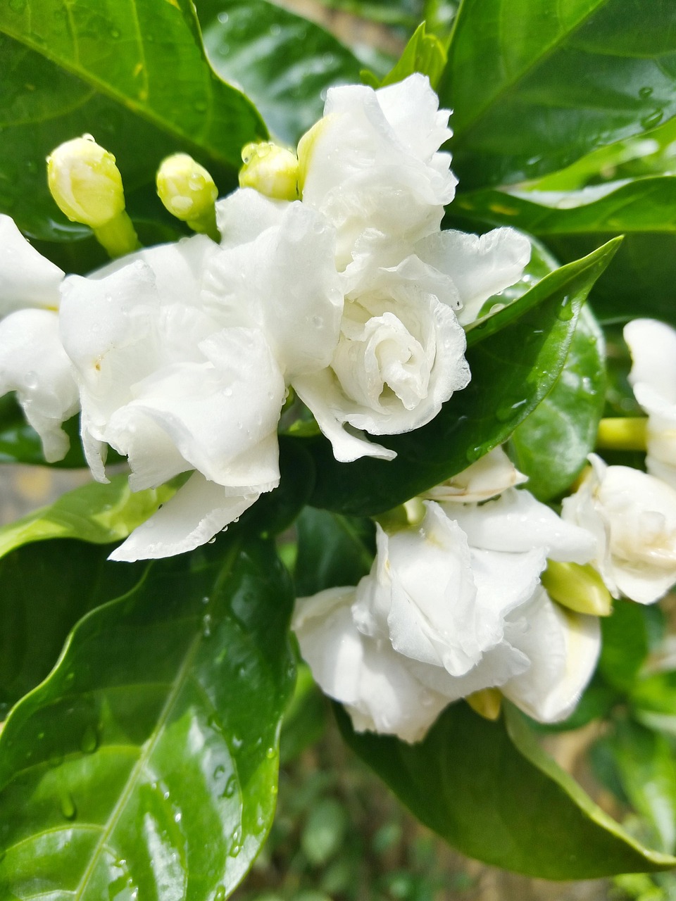 Fleurs Blanche Nature Le - Photo gratuite sur Pixabay - Pixabay
