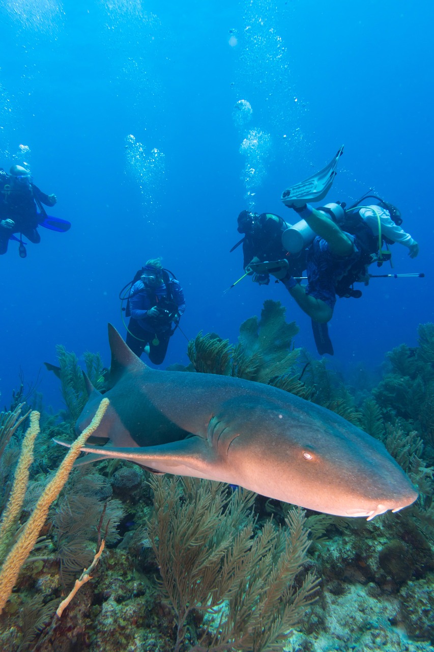 Requin L'Eau Nature - Photo gratuite sur Pixabay - Pixabay