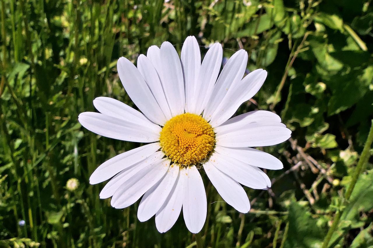 Margarita Florecer Bloom Flor - Foto gratis en Pixabay - Pixabay