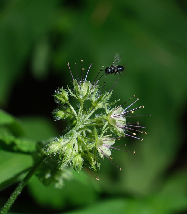 Flower Petals Insect - Free photo on Pixabay - Pixabay