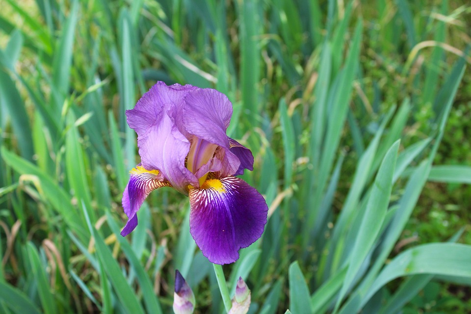 Iris Bunga Kebun - Foto gratis di Pixabay
