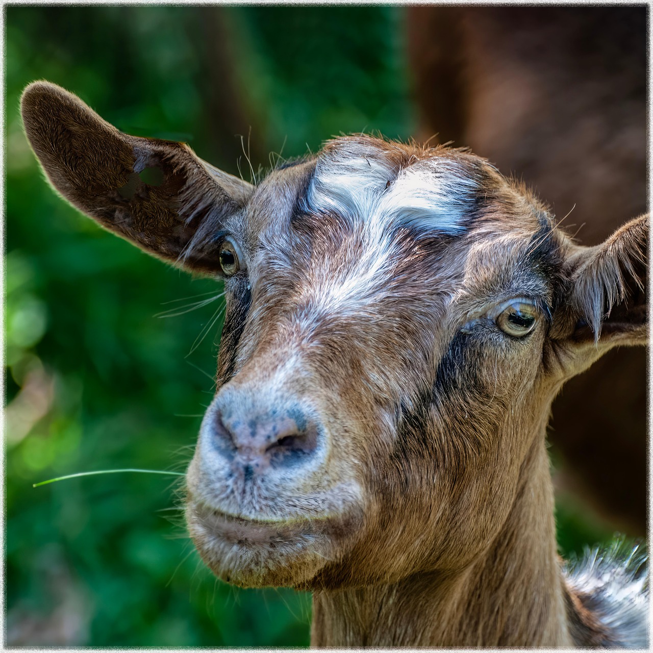 Cabra Animal Europeu - Foto gratuita no Pixabay - Pixabay