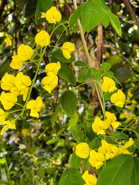 Flowers Laburnum Yellow - Free photo on Pixabay - Pixabay