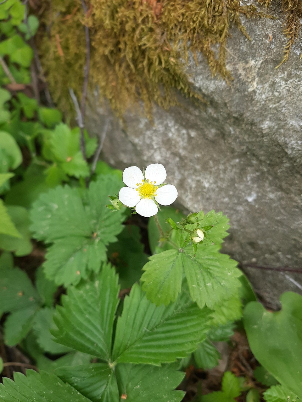 Strawberry Blossom - Free photo on Pixabay - Pixabay