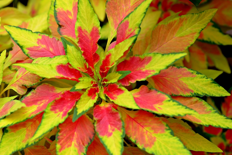 Amaranthus Tricolor Leaves Nature - Free photo on Pixabay - Pixabay