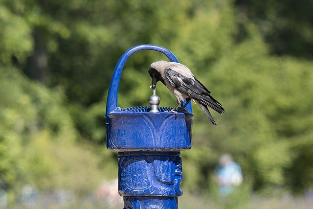 Fountain Crow Drink - Free photo on Pixabay
