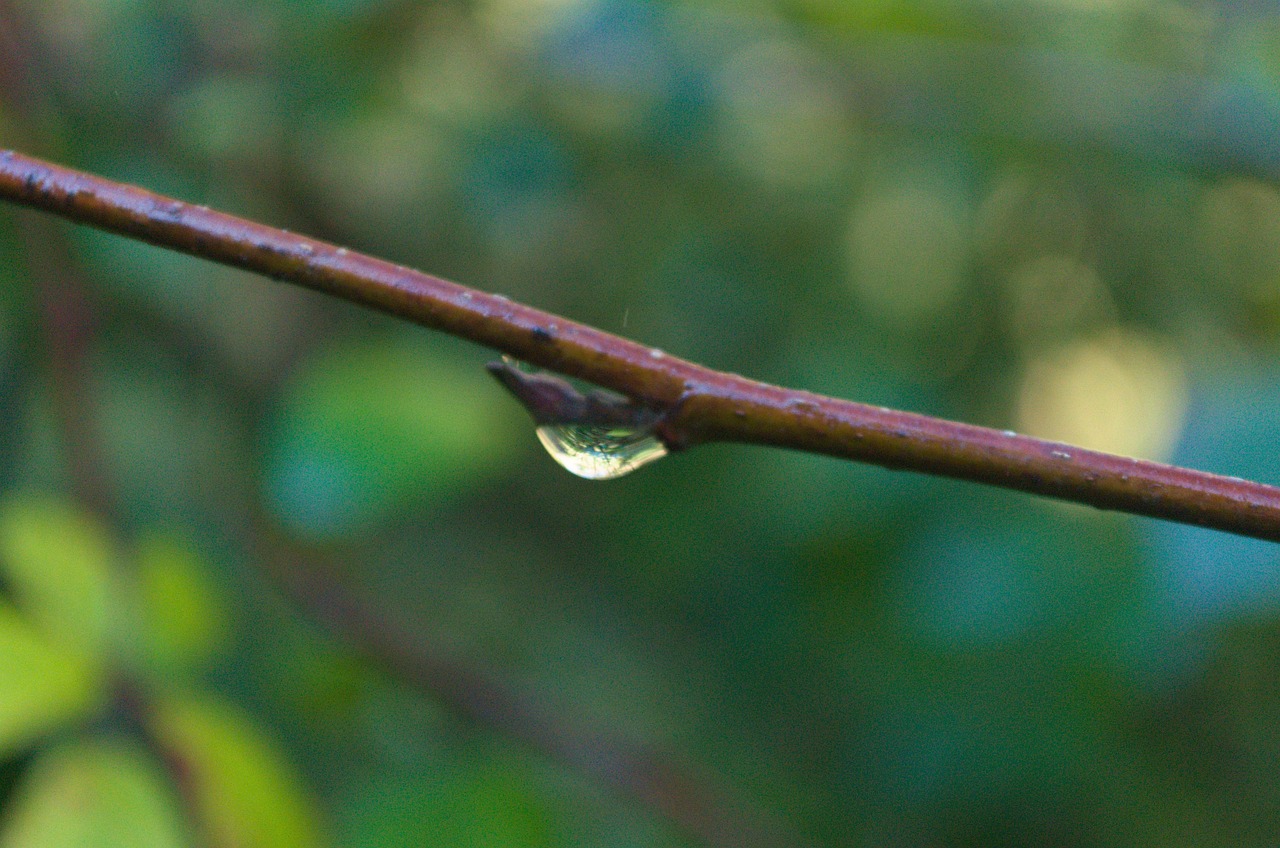 Gouttes L'Eau La Nature - Photo gratuite sur Pixabay - Pixabay