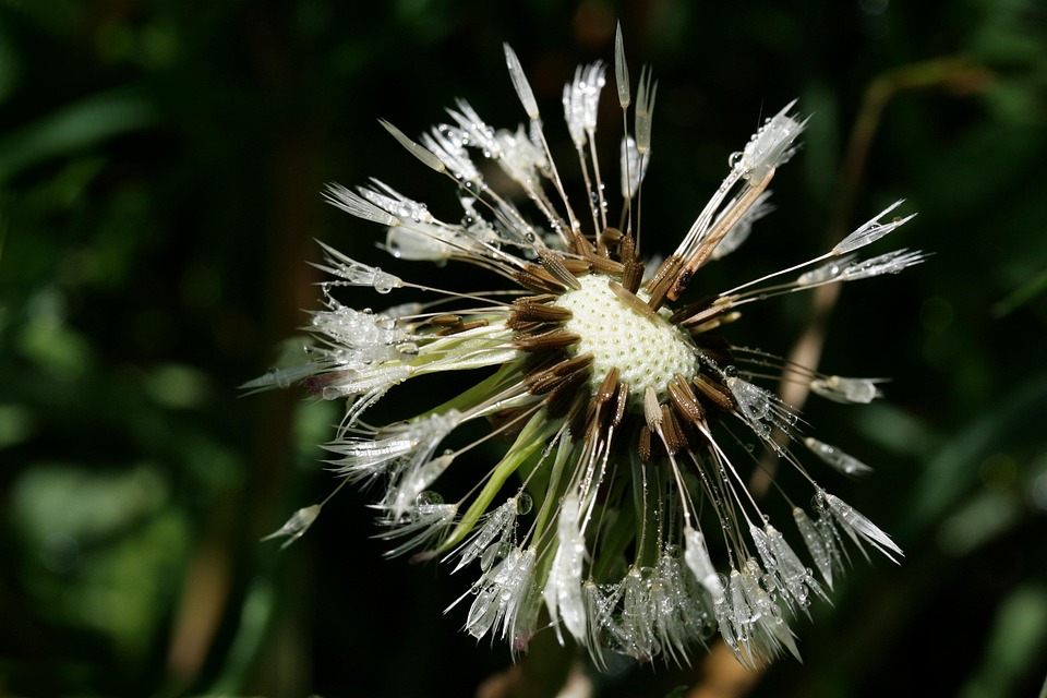 Flower Dandelion Botany - Free photo on Pixabay - Pixabay