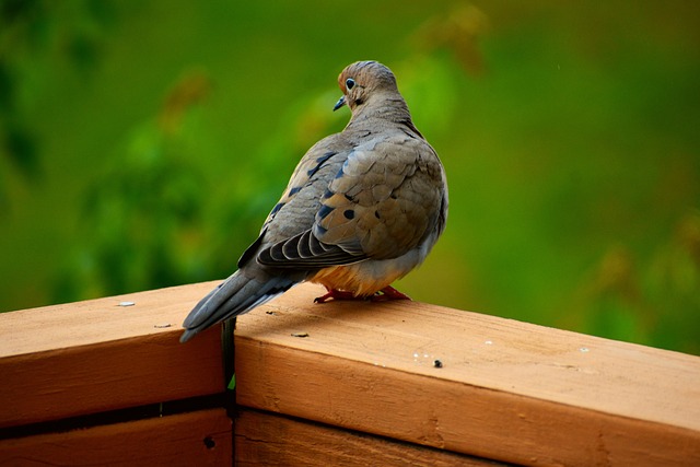 Pigeon Assis Sur Une Clôture - Photo gratuite sur Pixabay - Pixabay