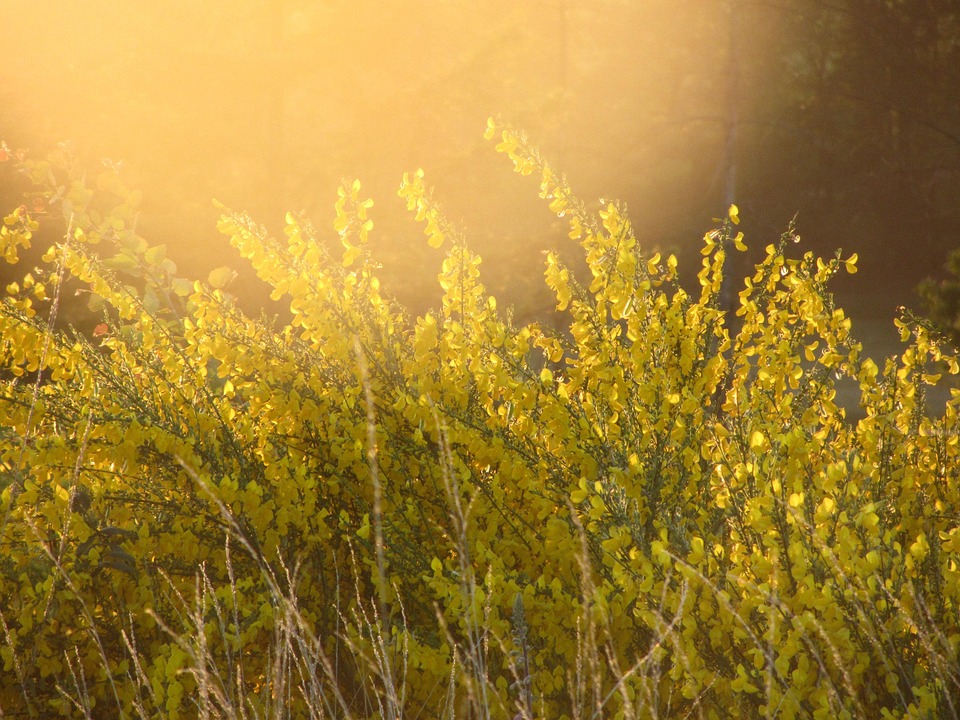 Luuta Aatto Aurinko - Ilmainen valokuva Pixabayssa - Pixabay