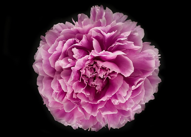 Pfingstrose Blume Blüte - Kostenloses Foto auf Pixabay - Pixabay