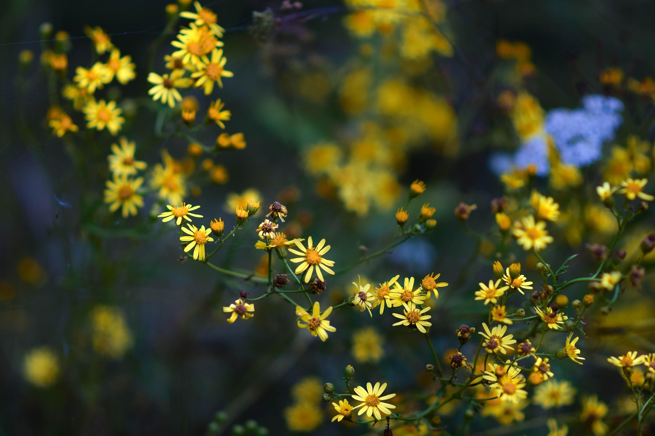 Çiçekler Bloom Çayır - Pixabay'de ücretsiz fotoğraf - Pixabay