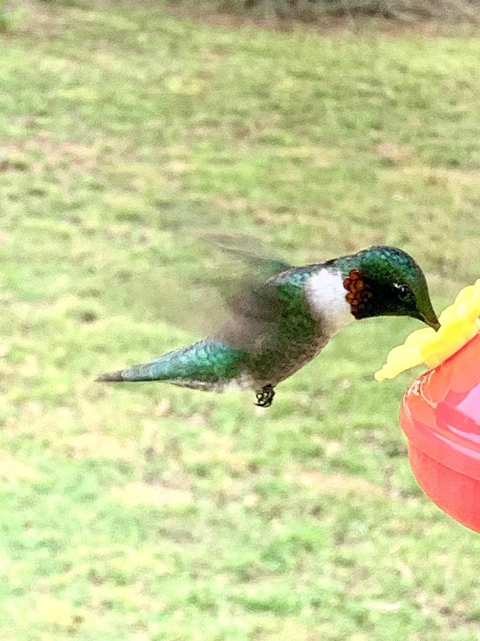 Hummingbird Nature Feeding - Free photo on Pixabay - Pixabay
