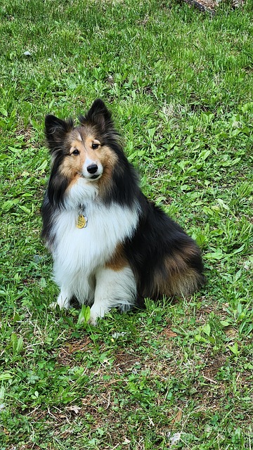 Sheltie Perro Lindo Escuchando - Foto gratis en Pixabay - Pixabay