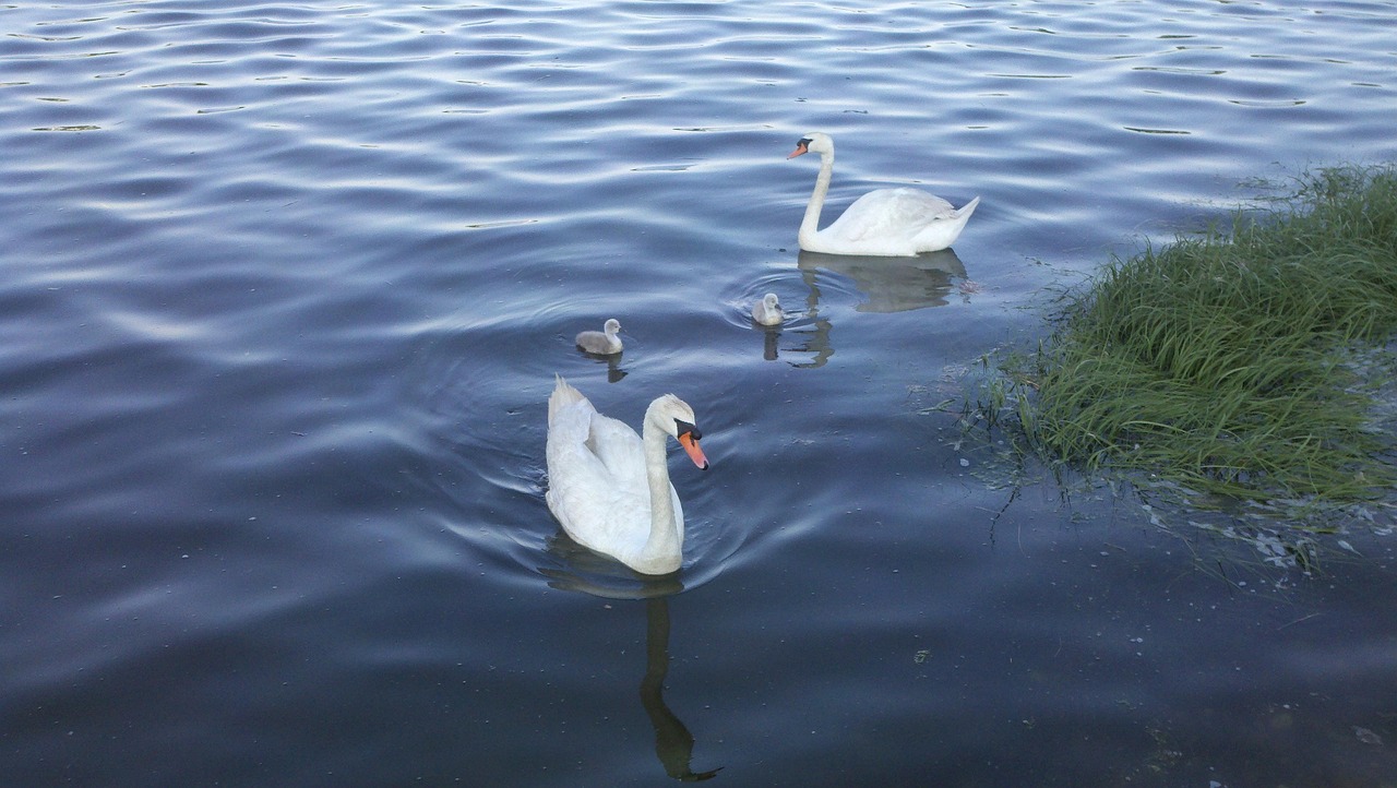 Swan Cignet Bird - Free photo on Pixabay - Pixabay