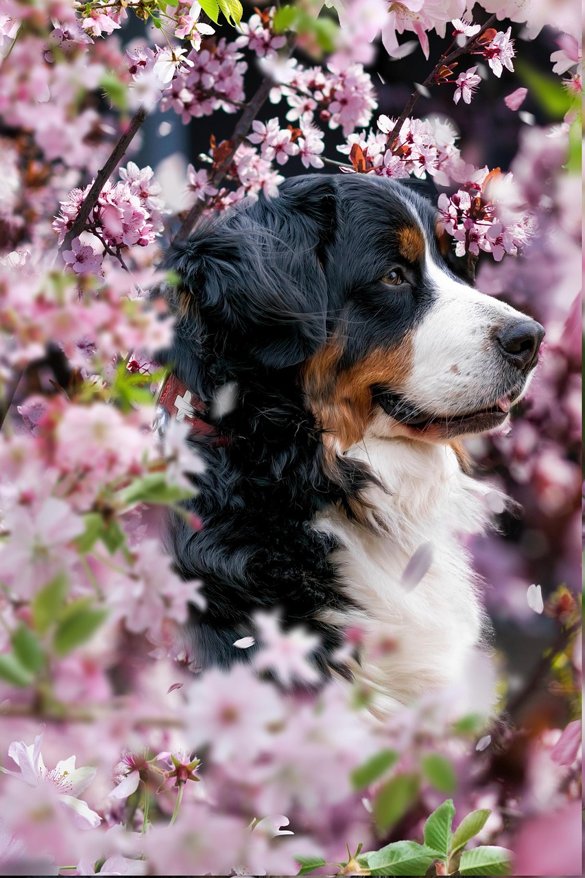 Bernese Mountain Dog Cherry - Free photo on Pixabay