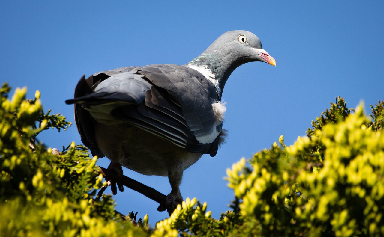 Oiseau La Nature Colombe Le - Photo gratuite sur Pixabay - Pixabay