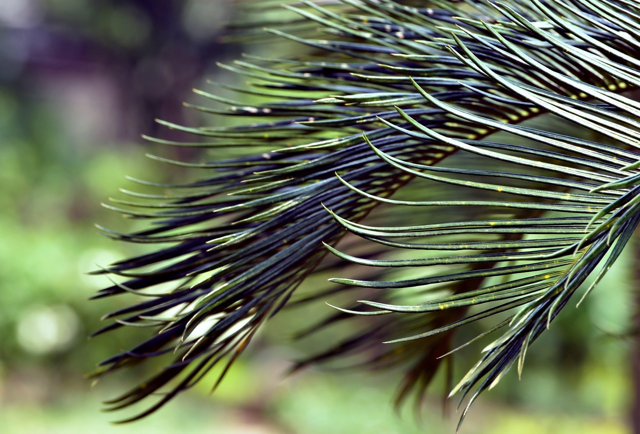 Hojas De Cicas Palmera Tropical - Foto gratis en Pixabay - Pixabay