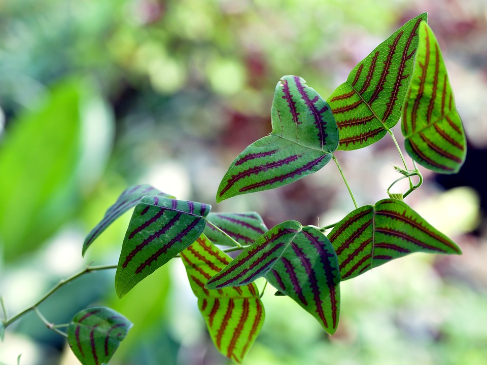 Butterfly Leaves Plant - Free photo on Pixabay - Pixabay