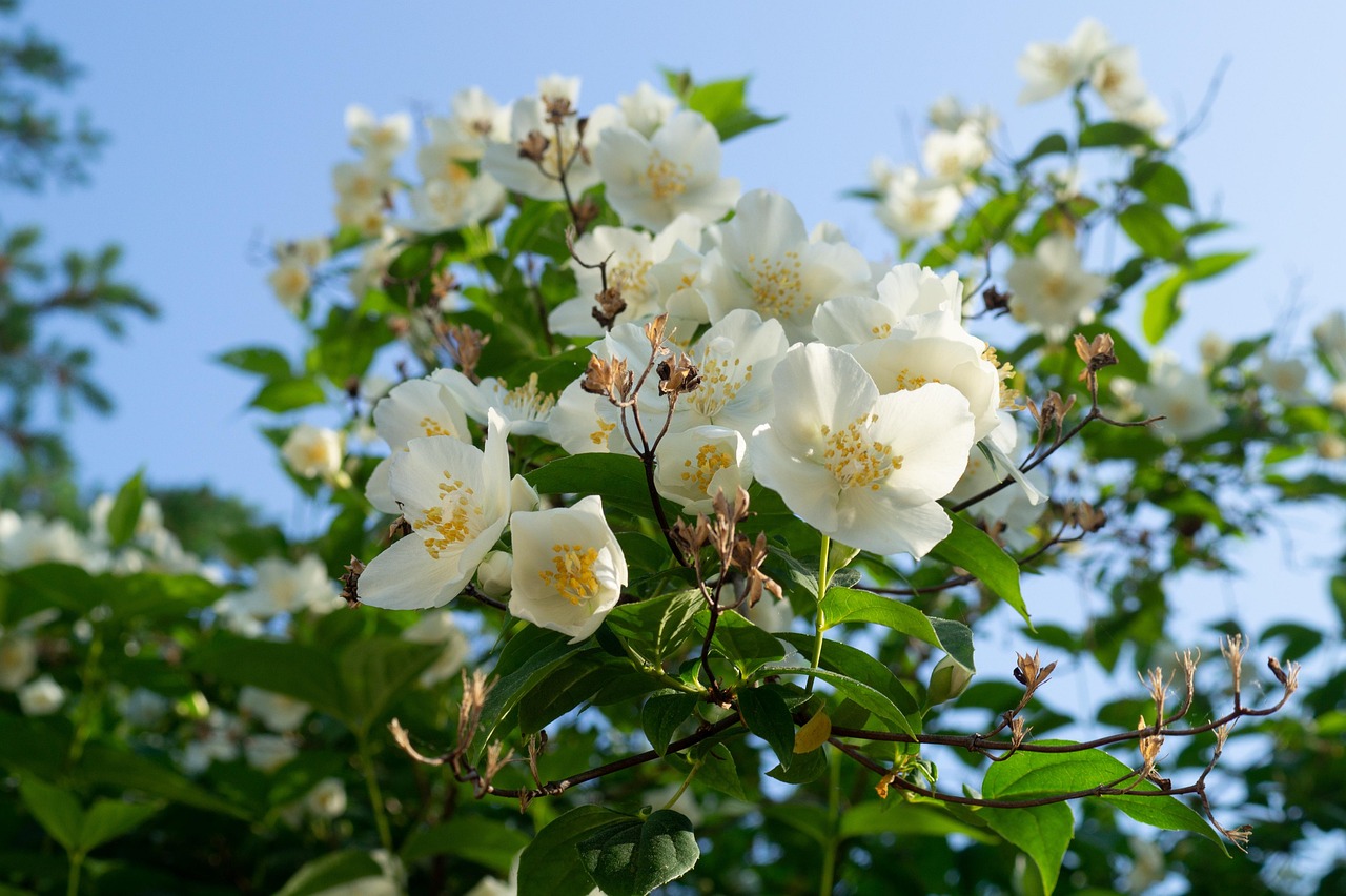 Jasmine Blooming White - Free photo on Pixabay - Pixabay