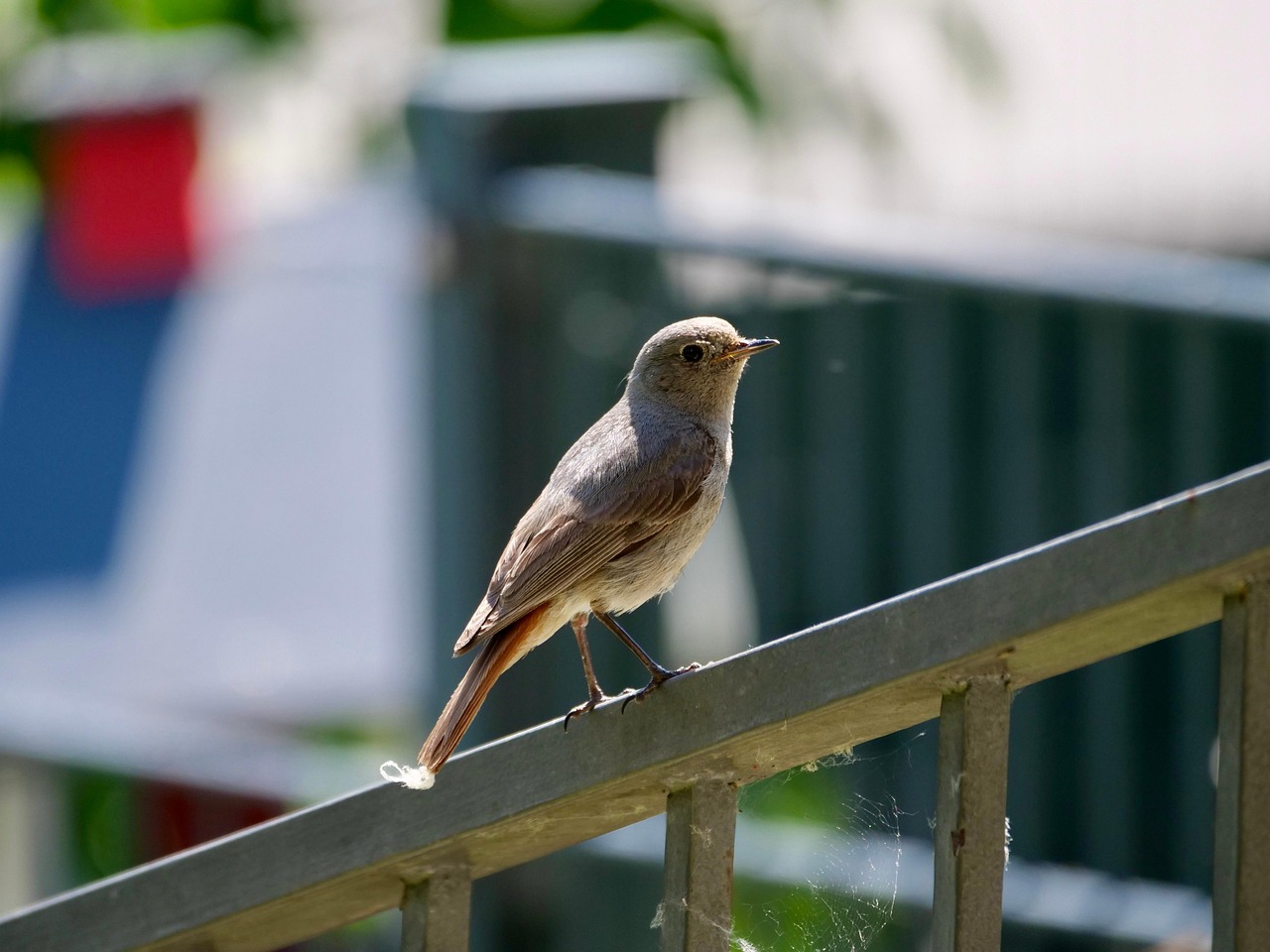 Pájaro Cola Roja - Foto gratis en Pixabay - Pixabay