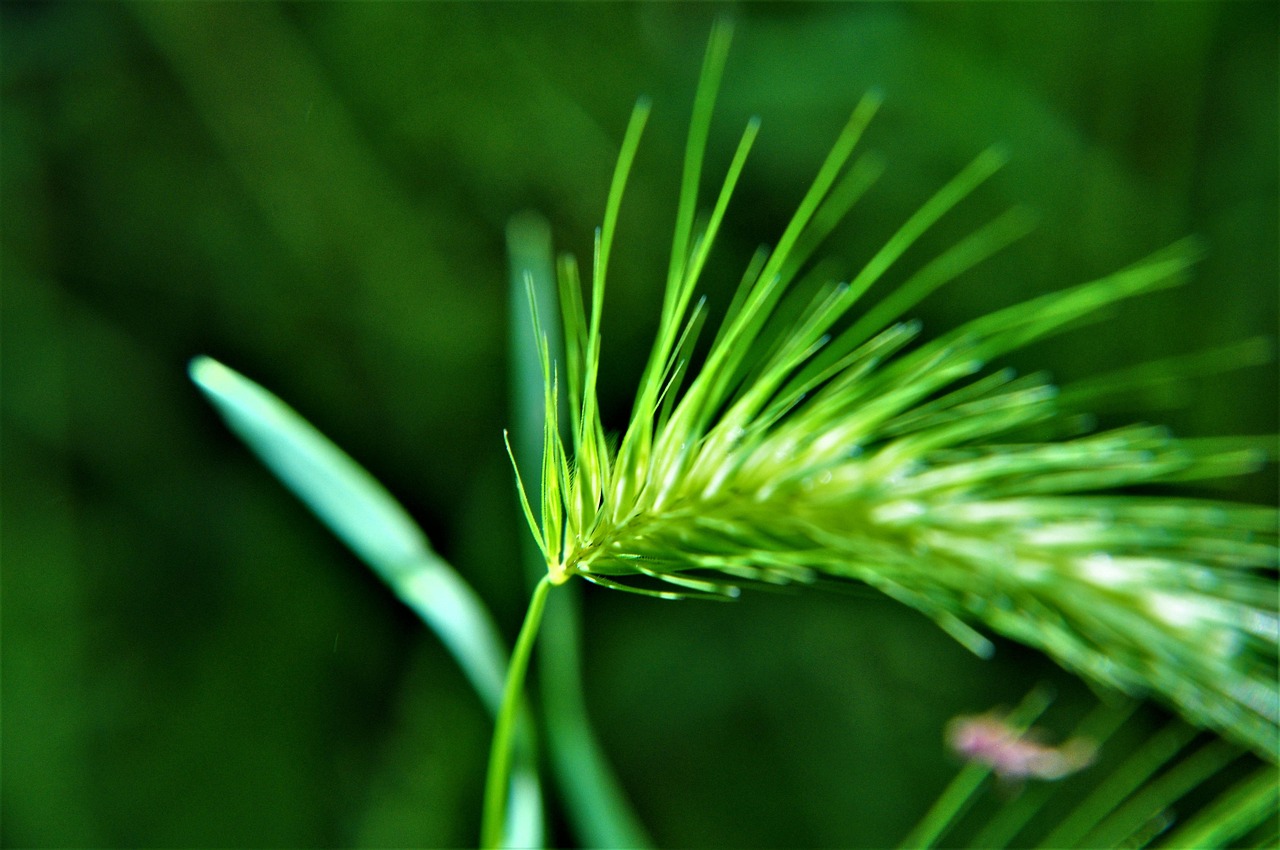 Grass Flora Summer Free Photo On Pixabay Pixabay