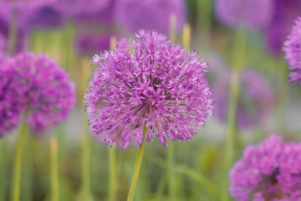 Flowers Chives Spherical Flower - Free photo on Pixabay - Pixabay