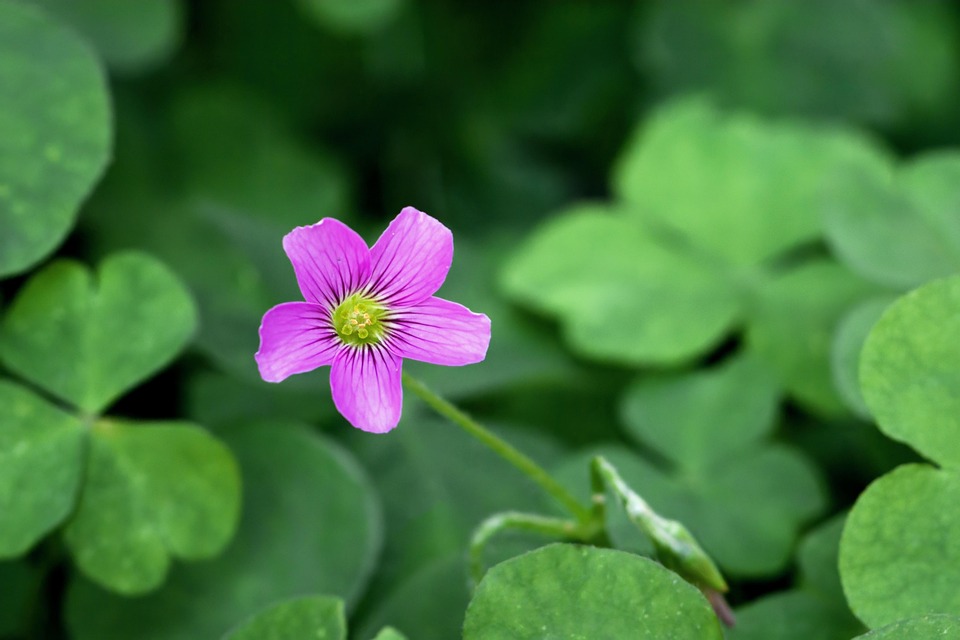 Sorrel Pink Flower Oxalis - Free photo on Pixabay - Pixabay