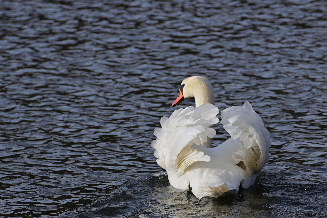 Swan Mute Sunset - Free photo on Pixabay - Pixabay