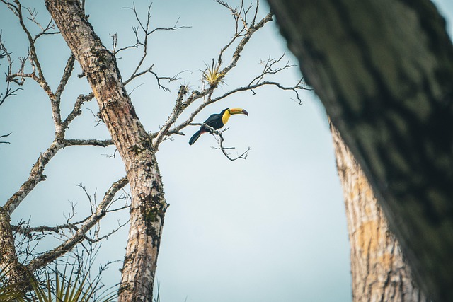 10+ Free Tucan & Bird Photos - Pixabay